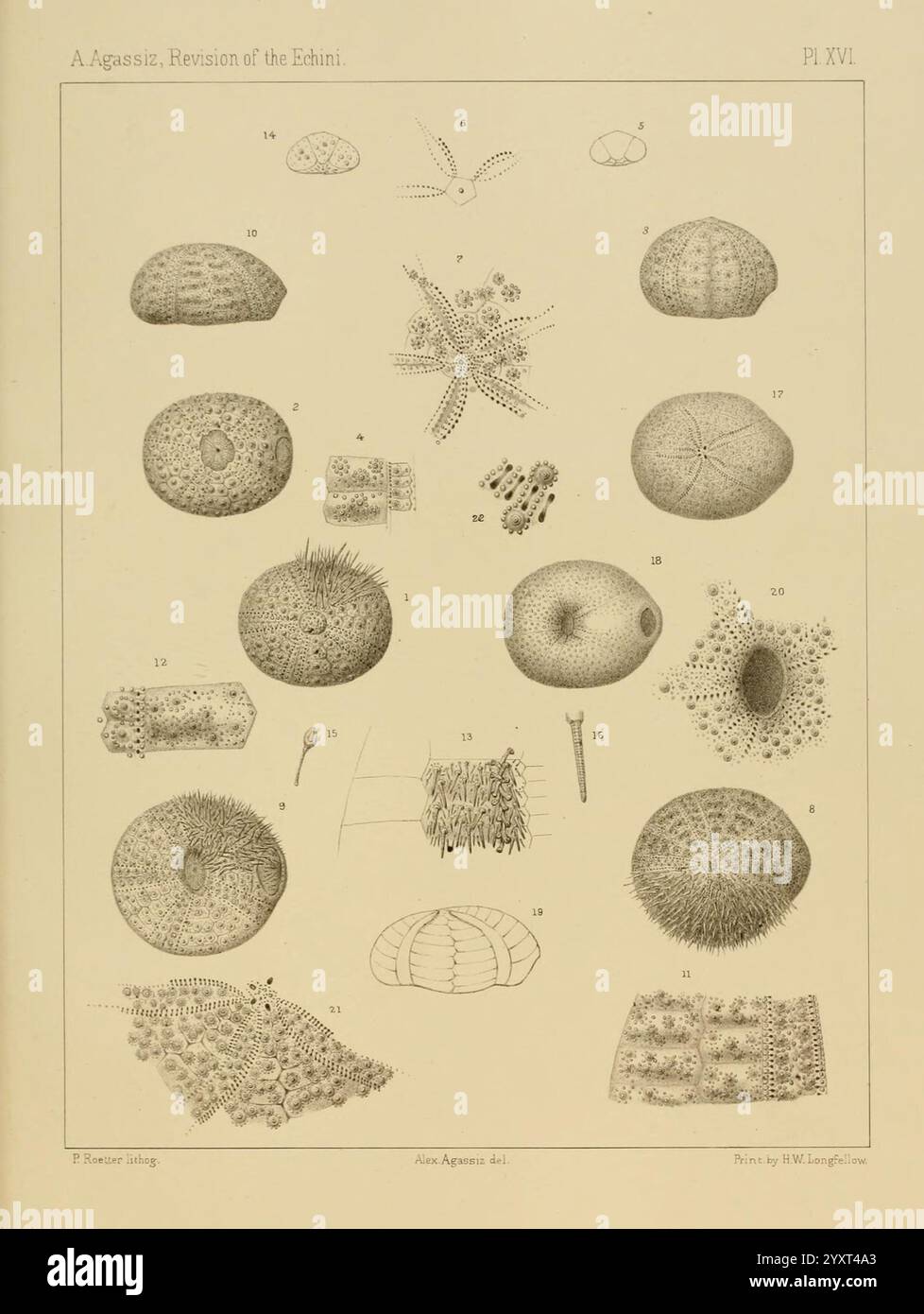 Revision of the Echini Cambridge [Mass.], University Press, 1872-1874 ...