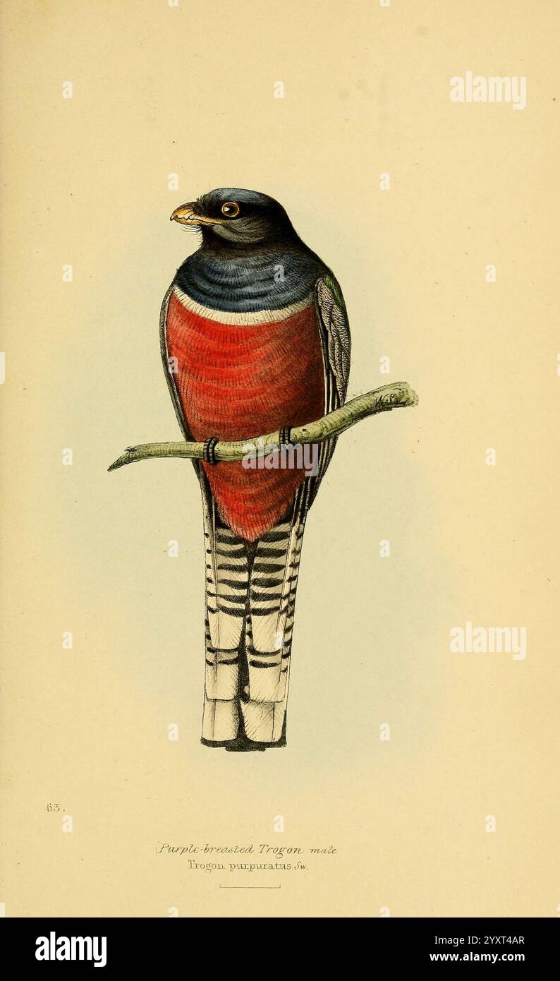 A selection of the birds of Brazil and Mexico, the drawings 1841, birds ...