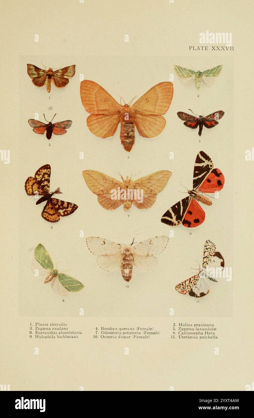 Two larger moths hi-res stock photography and images - Alamy