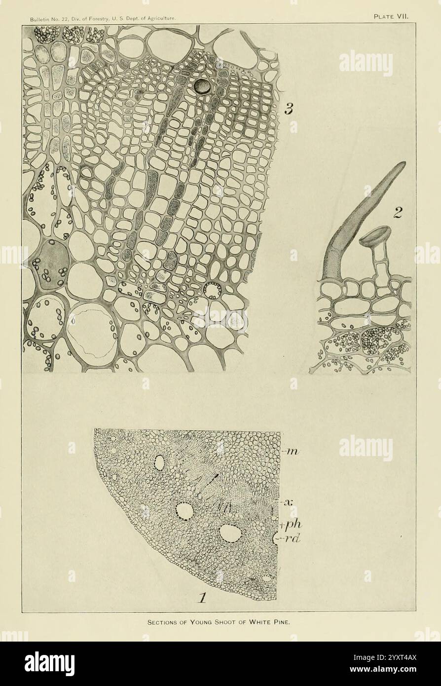 Illustration features detailed botanical cross sections hi-res stock ...