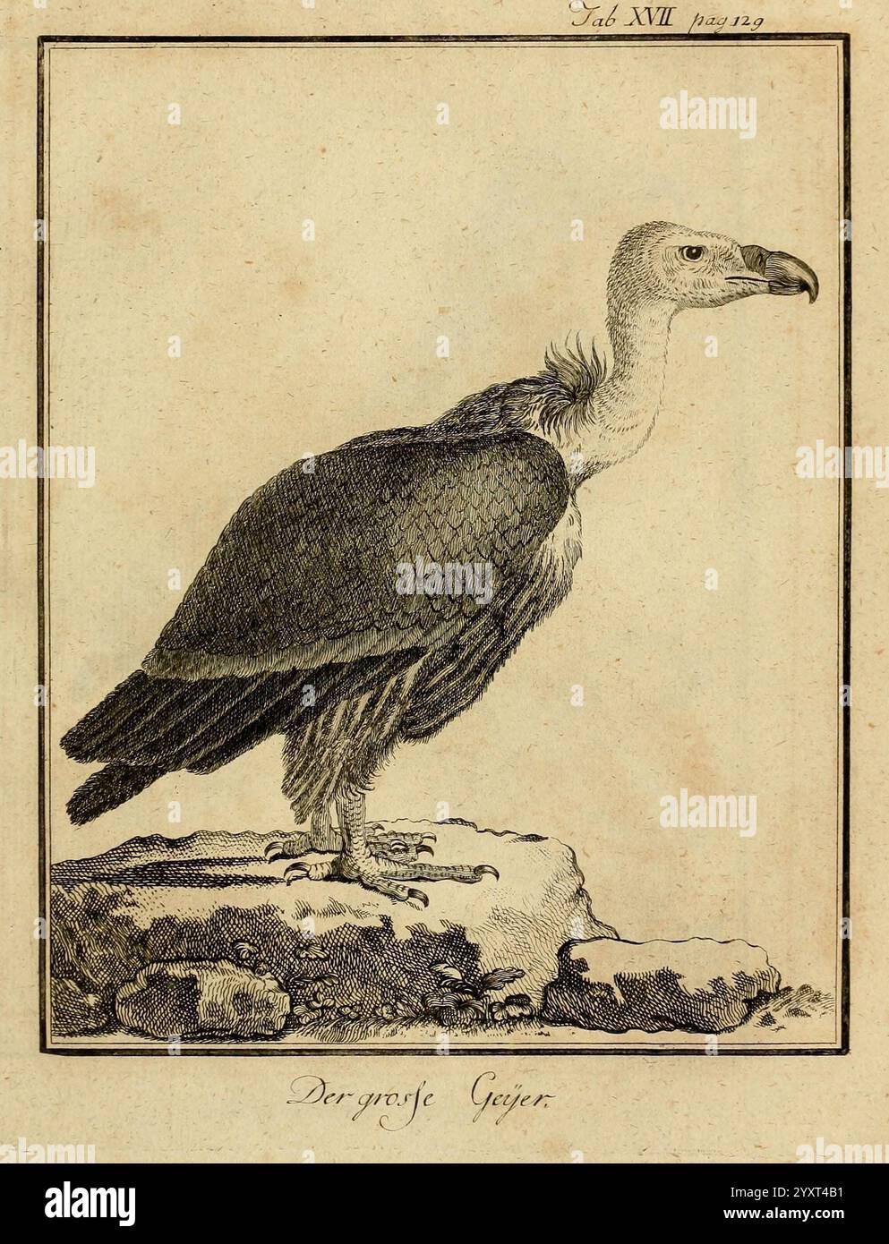 Vultures formidable presence hi-res stock photography and images - Alamy