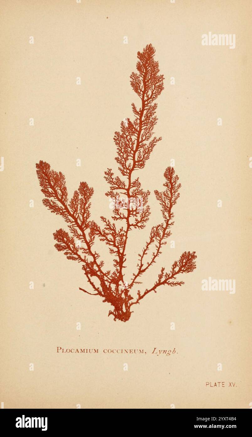 Sea mosses, Boston, B. Whidden, 1893, United States, algae, Plocamium ...