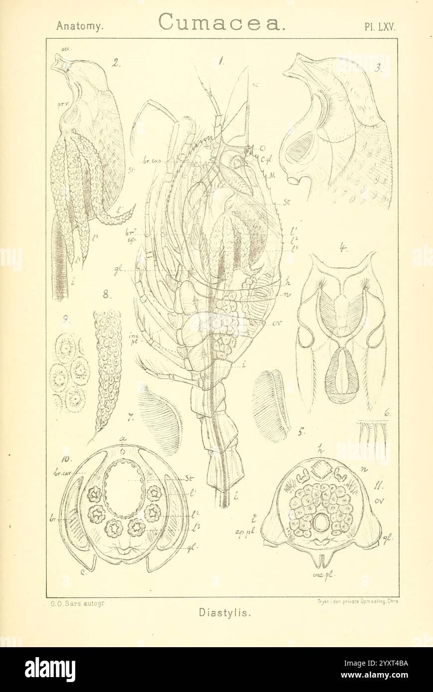 Understanding crustacean anatomy hi-res stock photography and images ...