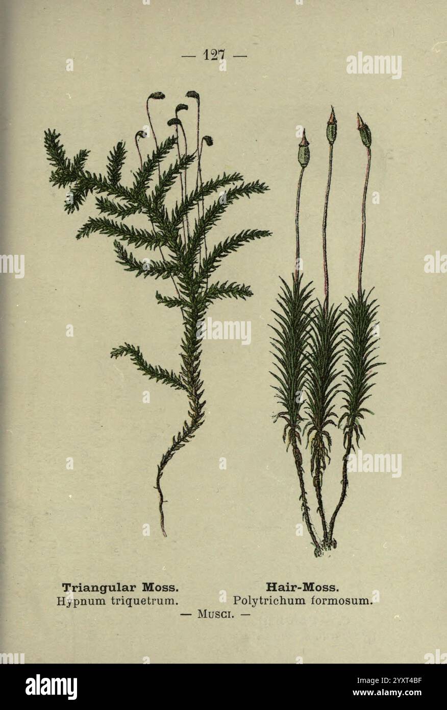 Wayside and woodland blossoms London, F. Warne, 1895 Great Britain ...