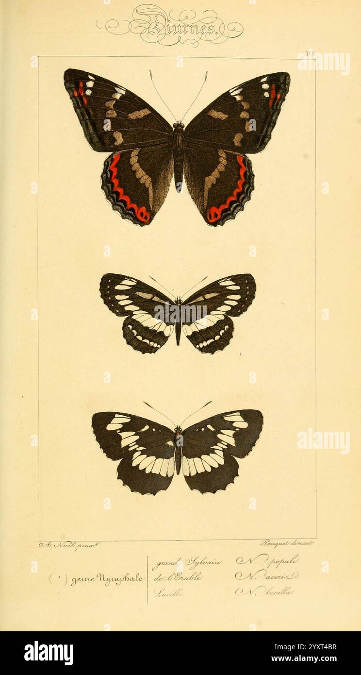 Large butterfly showcases hi-res stock photography and images - Alamy