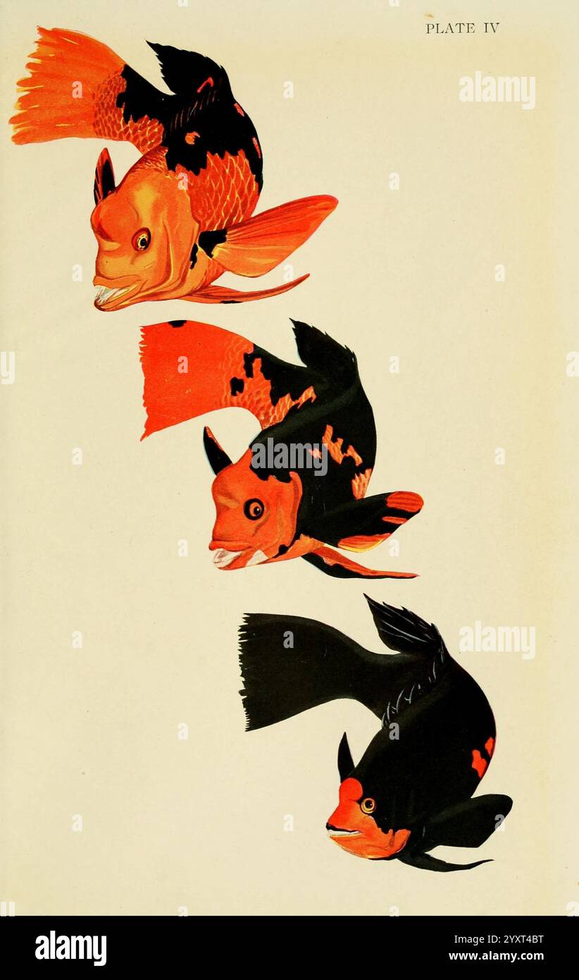 Isobel cooper hi-res stock photography and images - Alamy