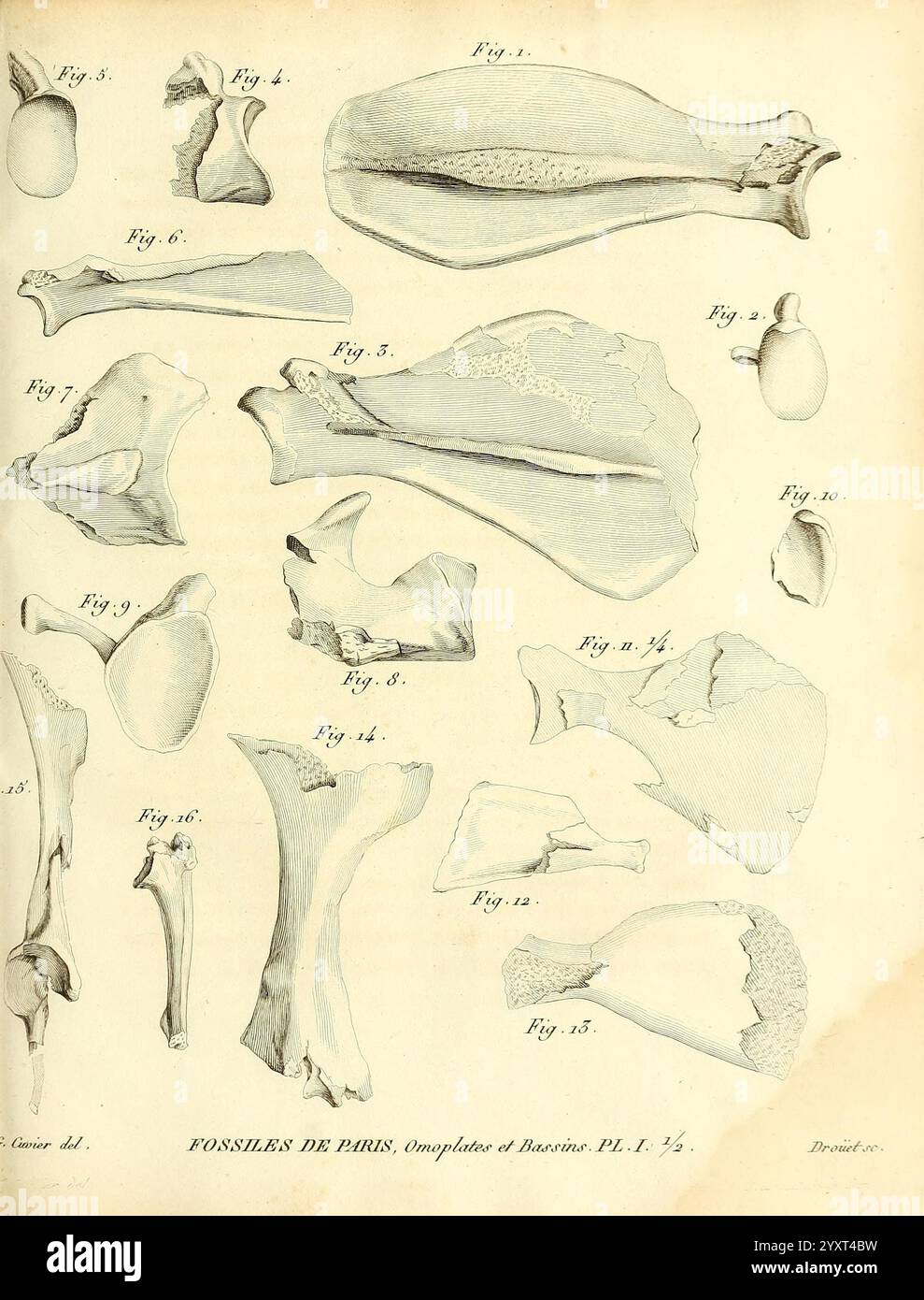 Indicative of different shell types hi-res stock photography and images ...