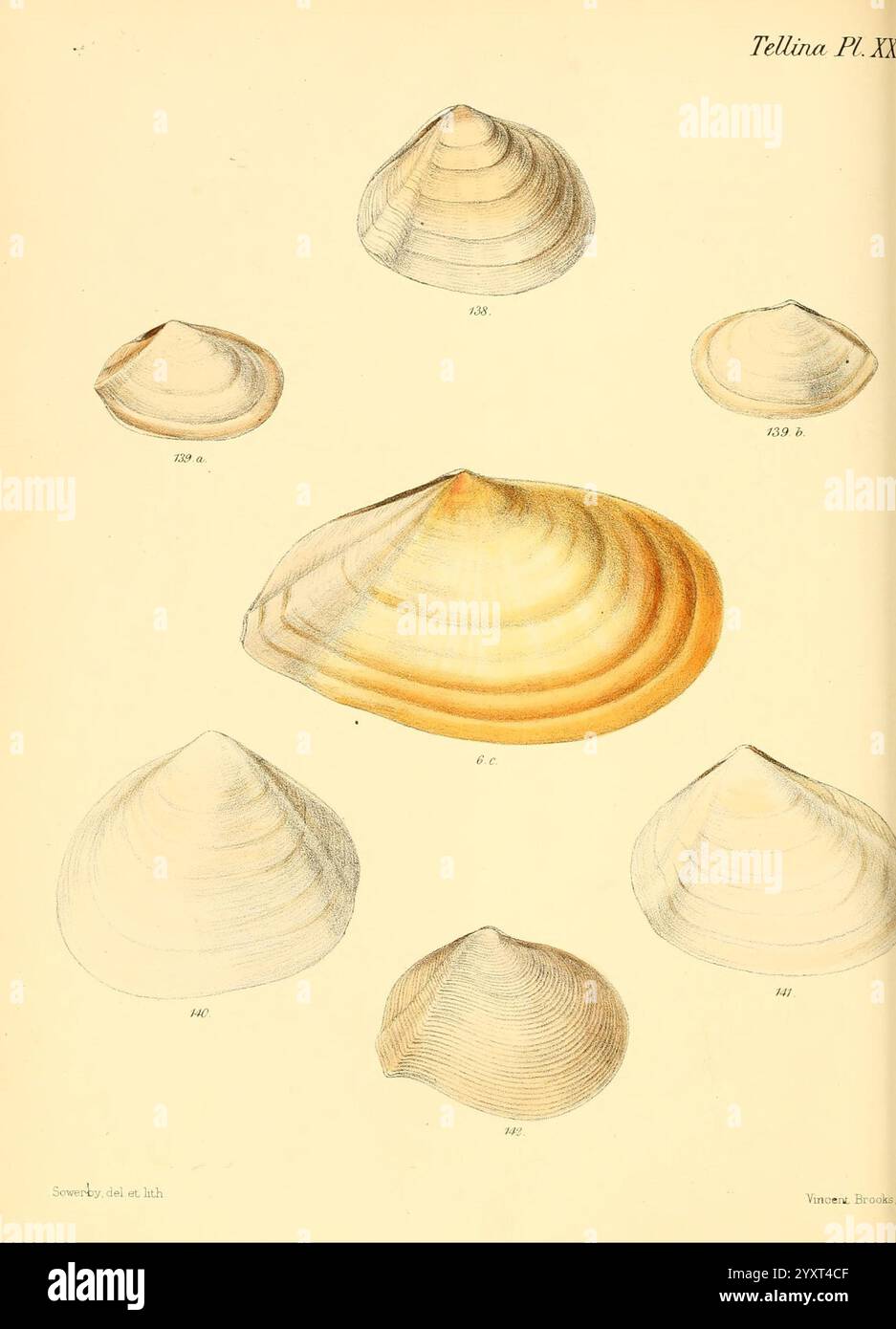 Species tellina hi-res stock photography and images - Alamy