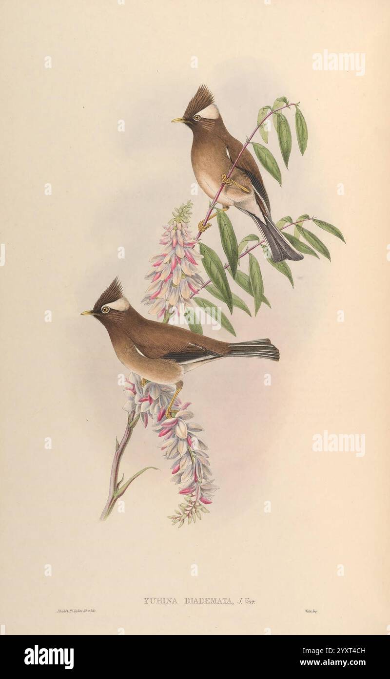 Illustration features two slender birds hi-res stock photography and ...