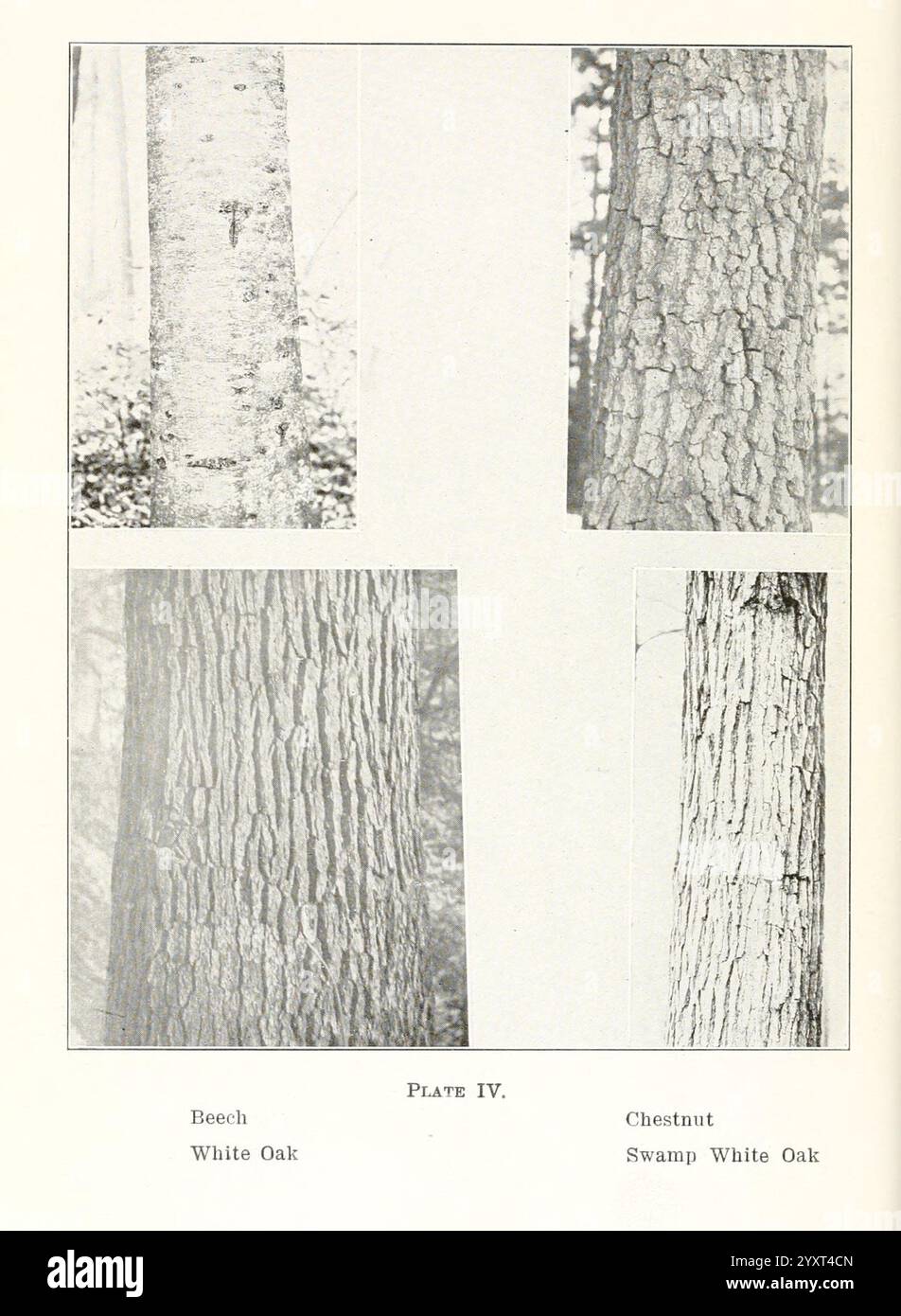 Flora of Vermont Burlington Vt. Free Press Print. Co. 1915 plants vermont, A collection of four ...