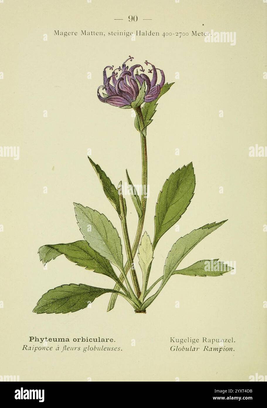 Elongated stem topped hi-res stock photography and images - Alamy