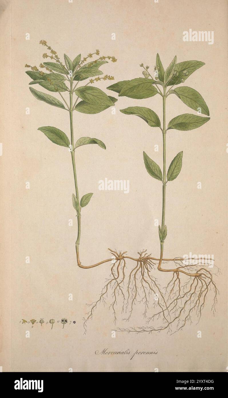 Prominent root system beneath hi-res stock photography and images - Alamy