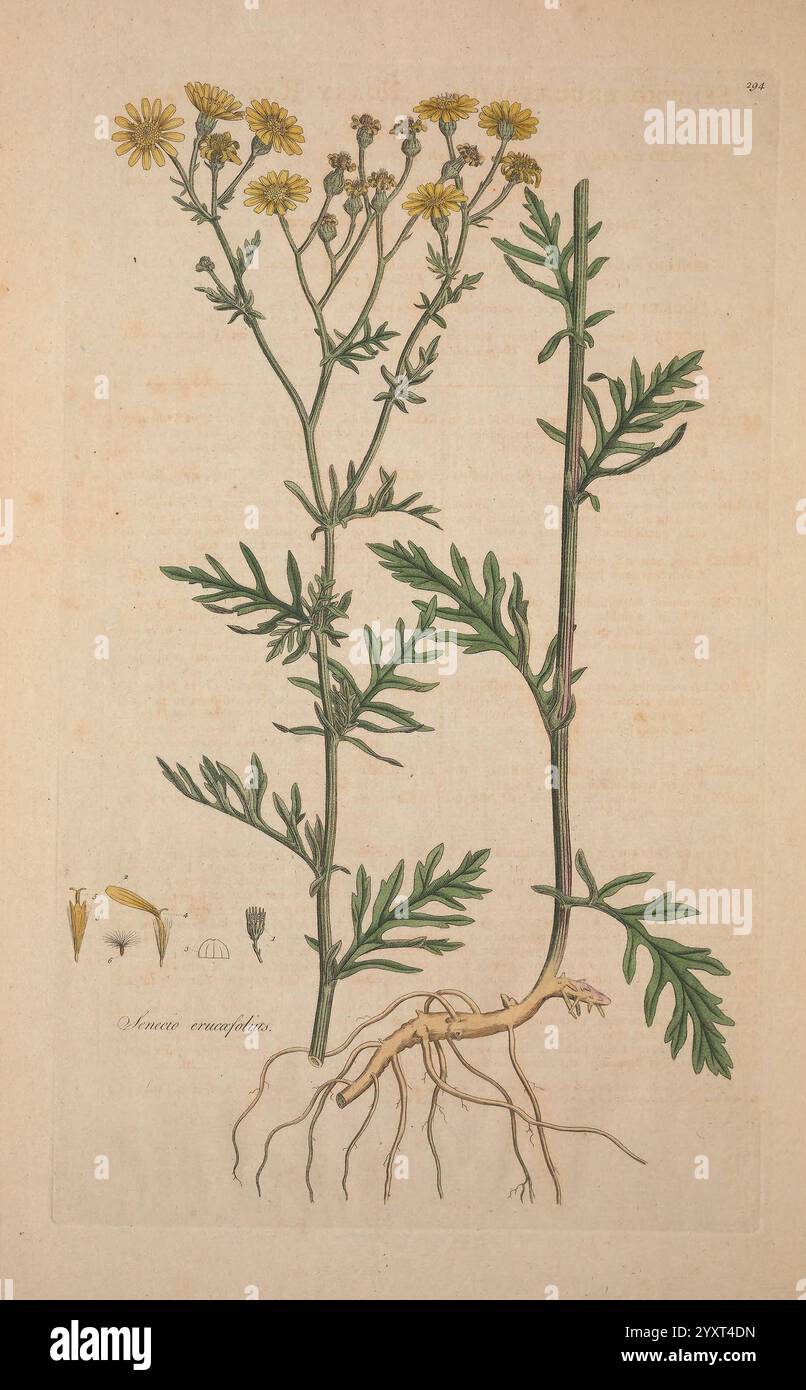 Flora Londinensis, or Plates and descriptions of such plants as grow ...
