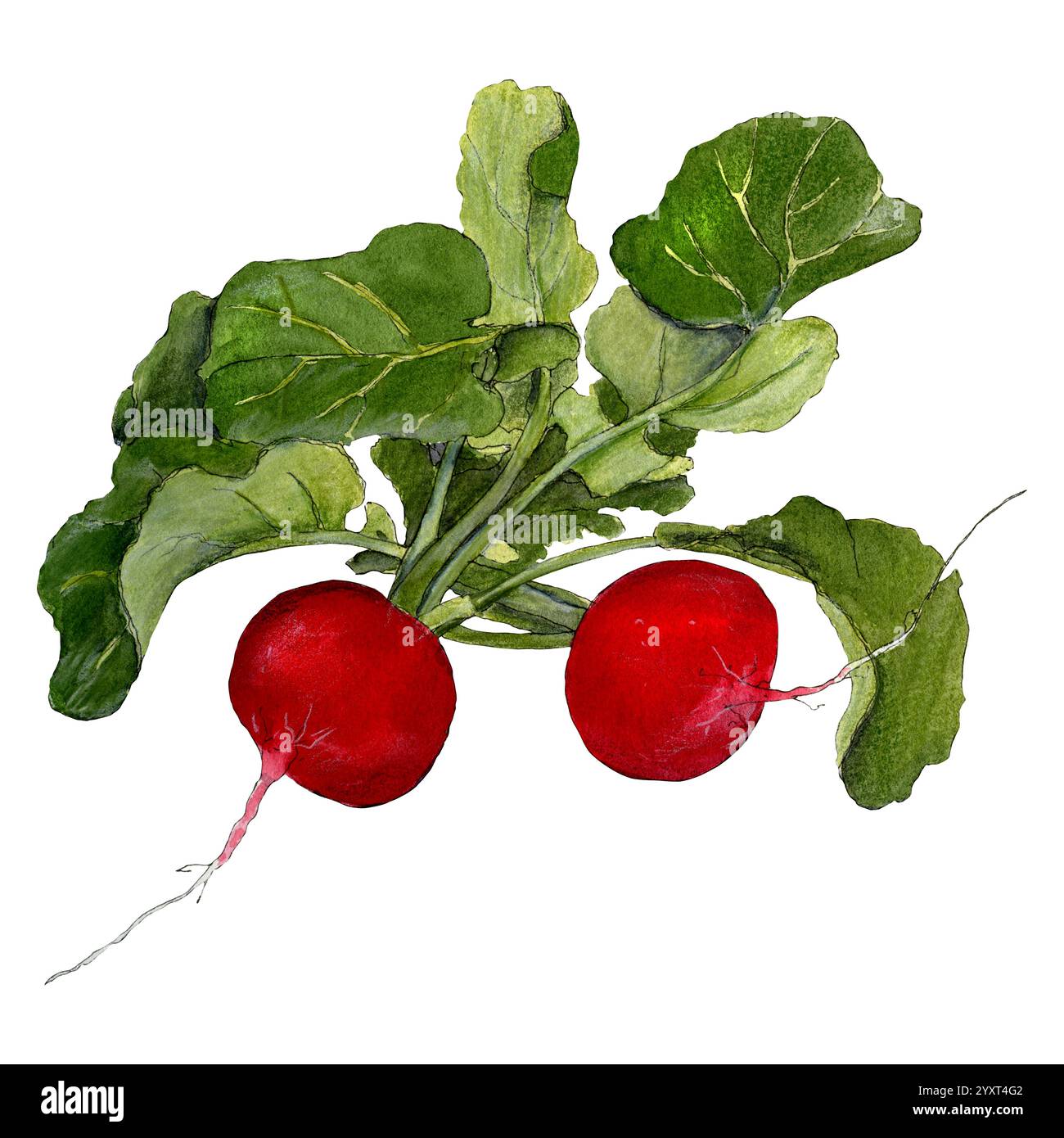 Watercolor sketch of fresh juicy red radish Stock Photo - Alamy