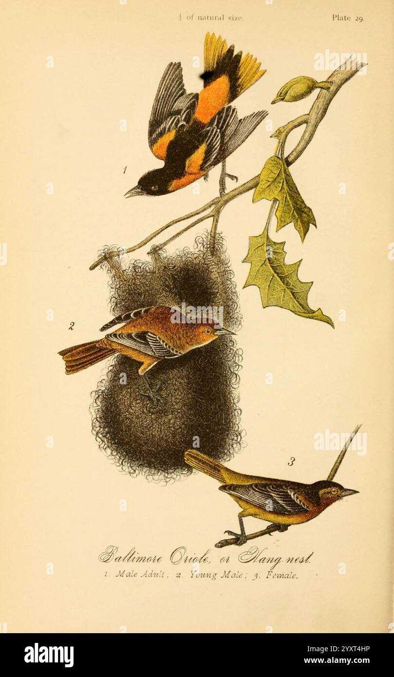 Report on the birds of Pennsylvania, Harrisburg, E.K. Meyers, State ...