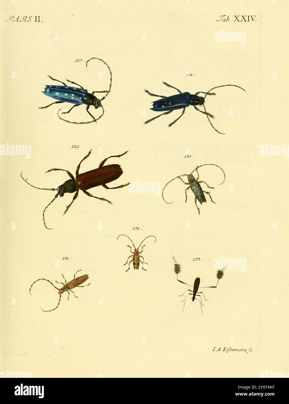 J.E. Voet, M. Doct, Catalogus systematicus coleopterorum = À la Haye ...