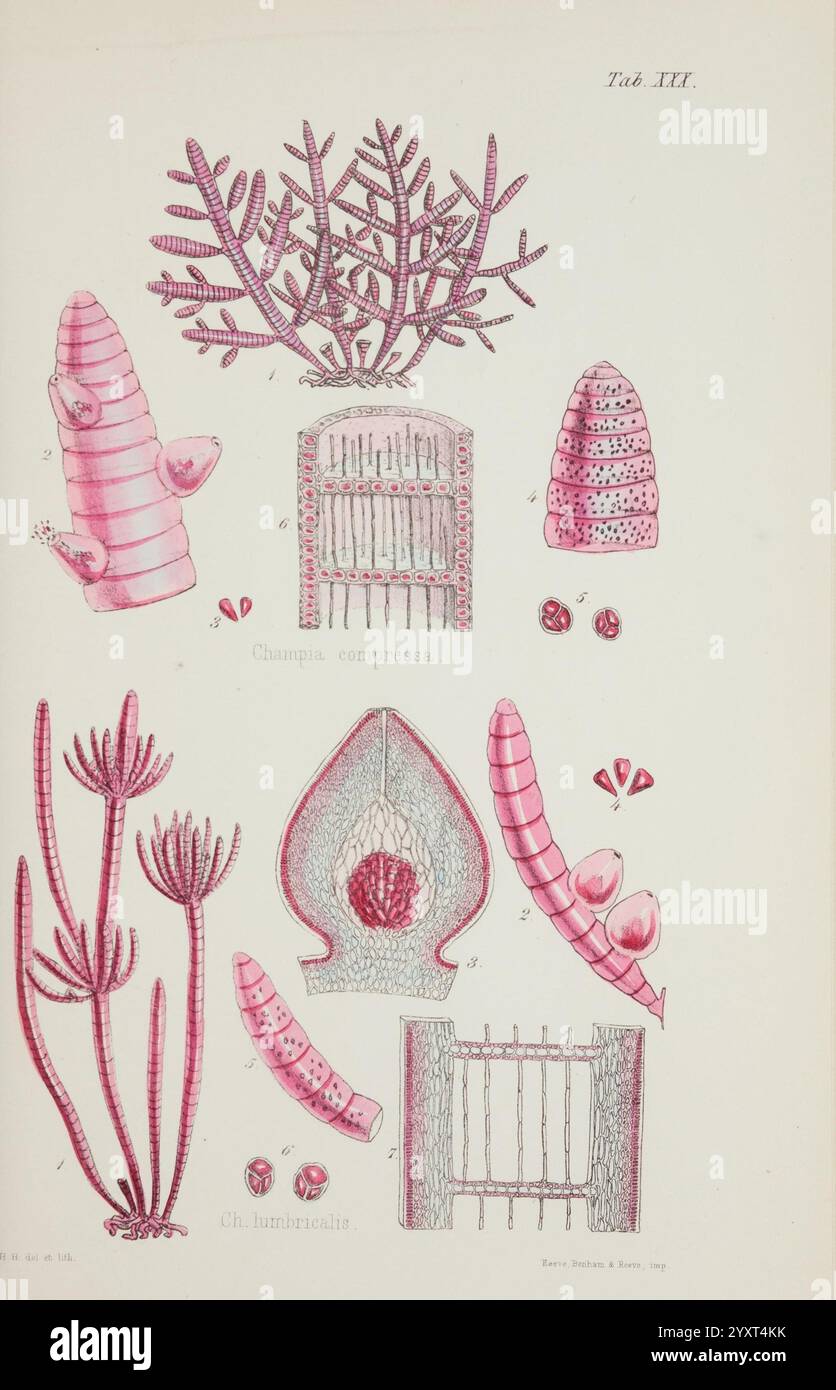 Champia compressa hi-res stock photography and images - Alamy