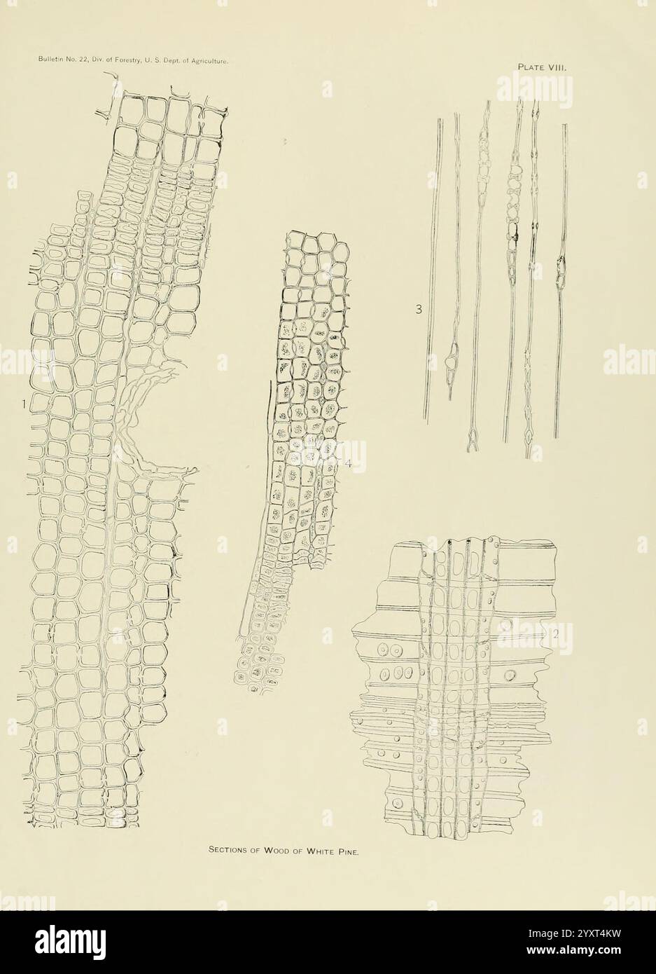 The timber pines of the southern United States, Washington, Govt. Print ...