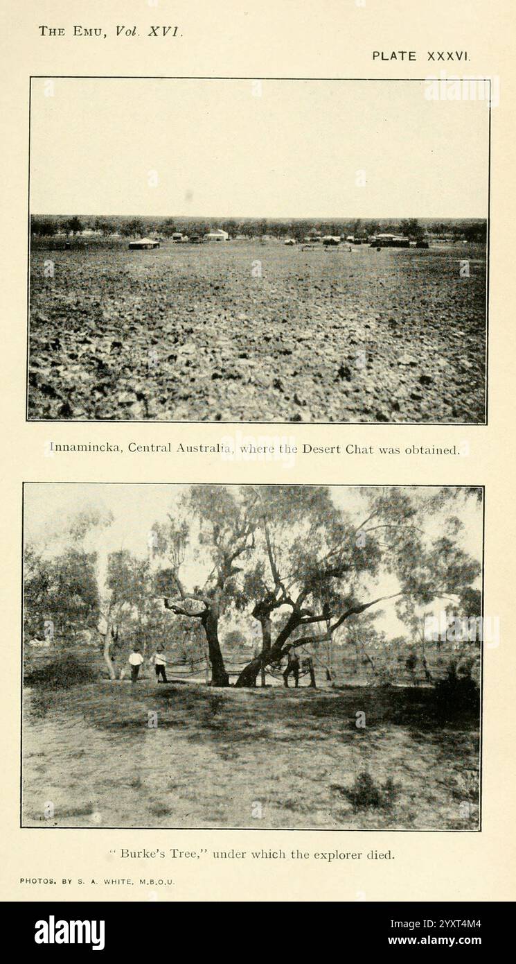 Burkes tree hi-res stock photography and images - Alamy