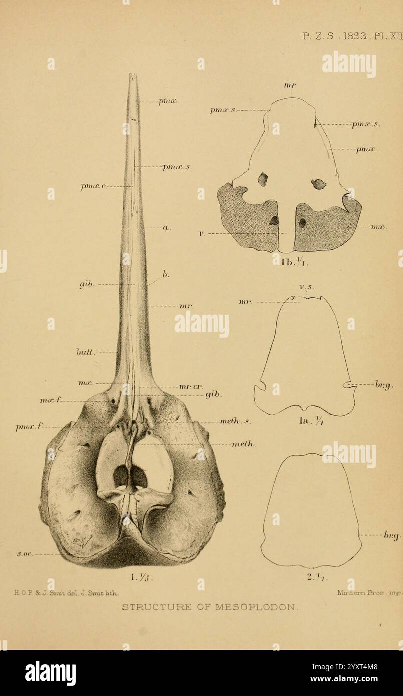 Cranial morphology hi-res stock photography and images - Alamy