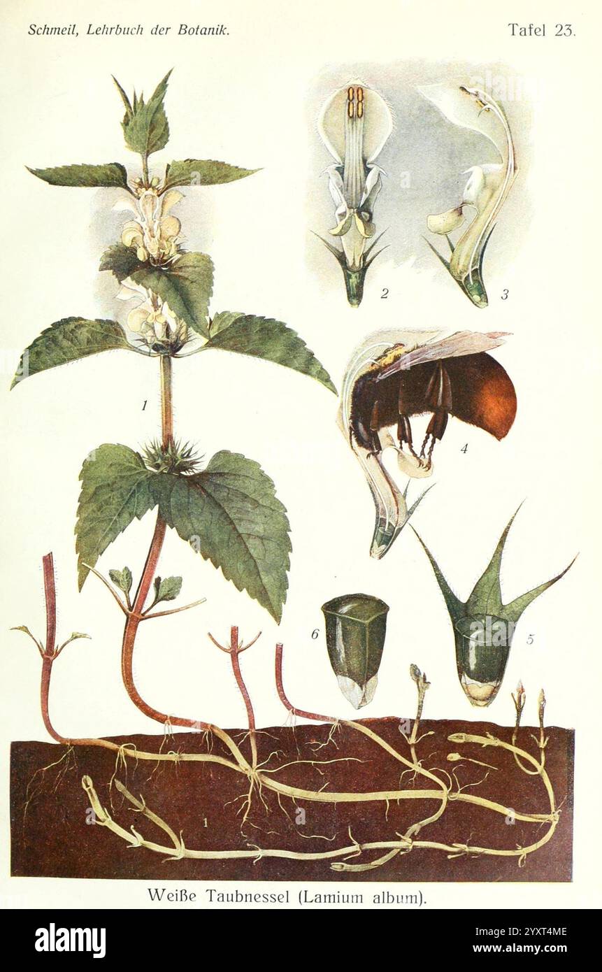 Lehrbuch der Botanik, Leipzig, Quelle & Meyer, 1911, botany, taxonomy ...