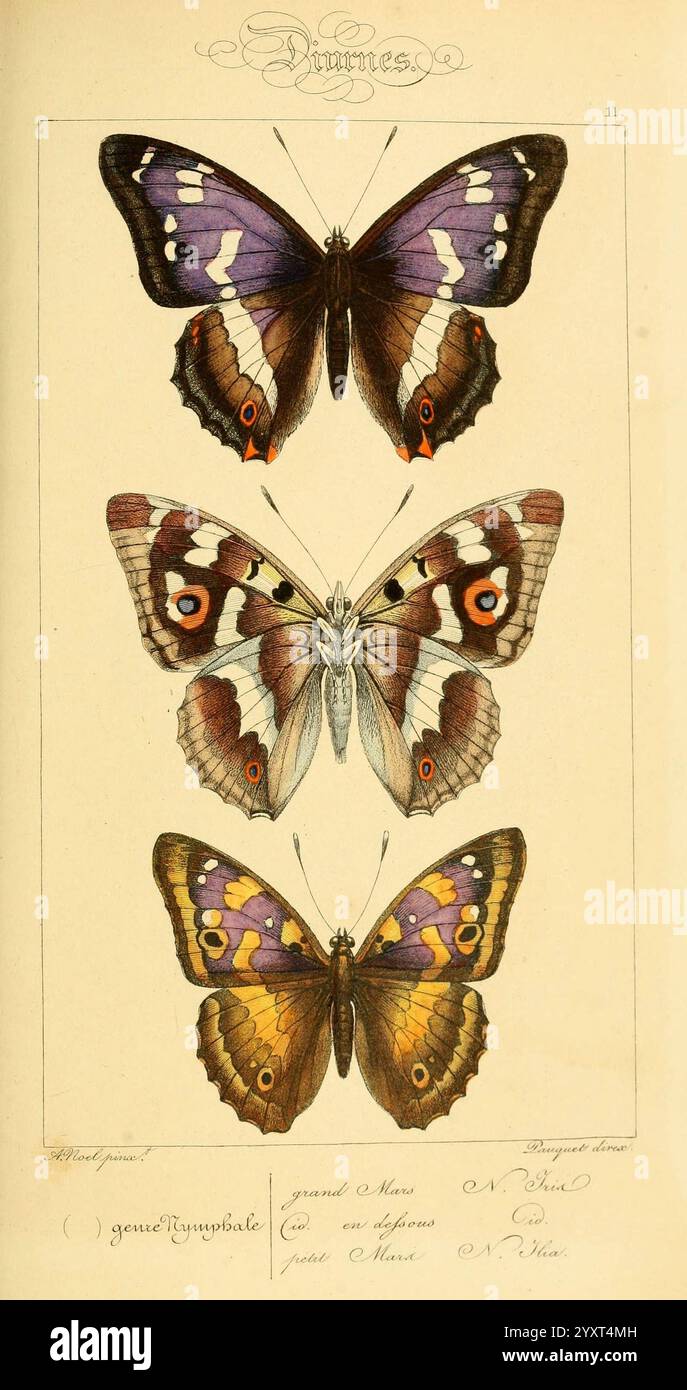 Histoire naturelle des lépidoptères d'Europe, Paris, L. de Bure, 1845 ...