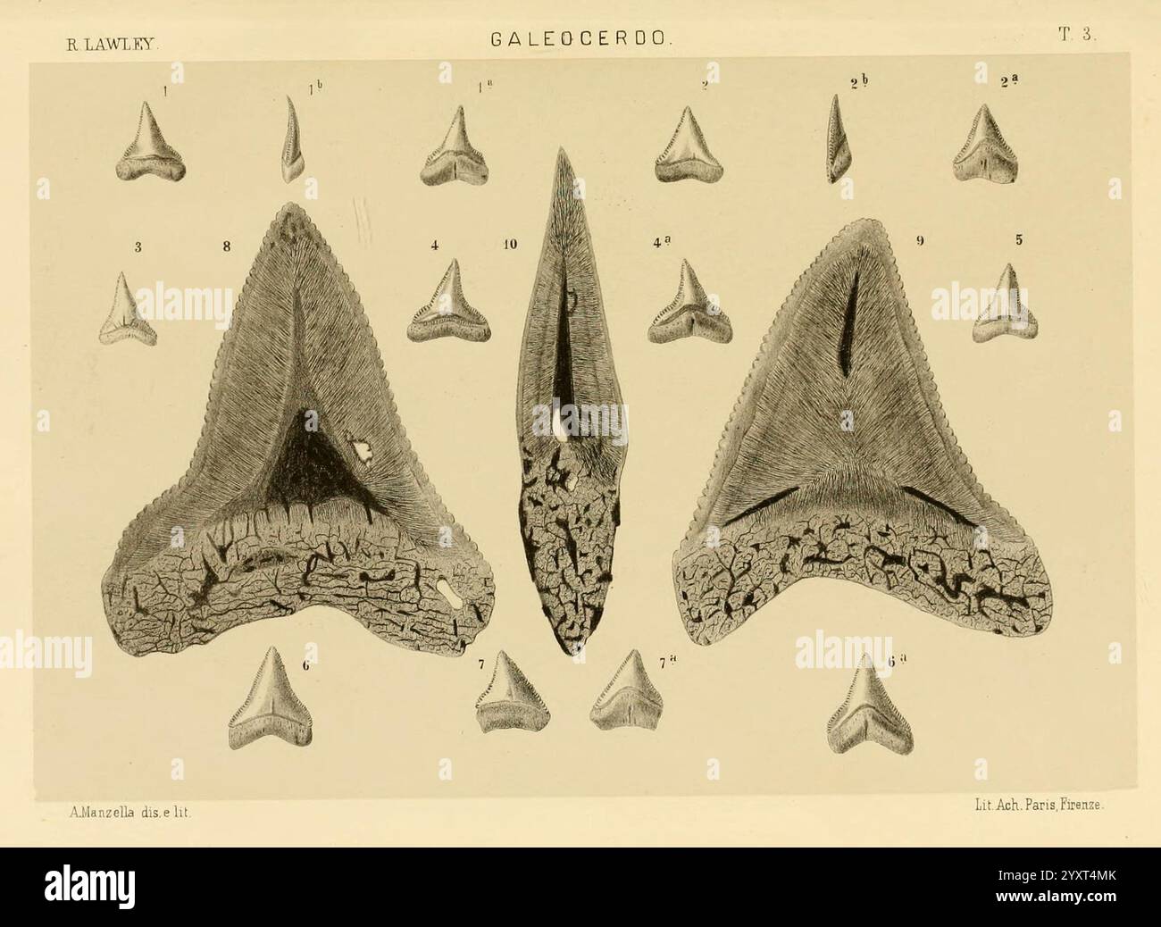 Various shark teeth labeled hi-res stock photography and images - Alamy