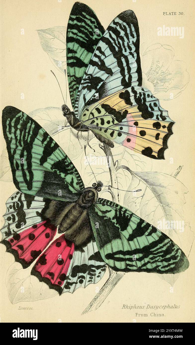 Illustration features two vibrant butterflies hi-res stock photography ...