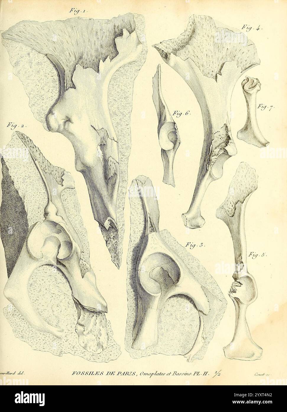 Recherches sur les ossemens fossiles de quadrupèdes Paris Deterville ...