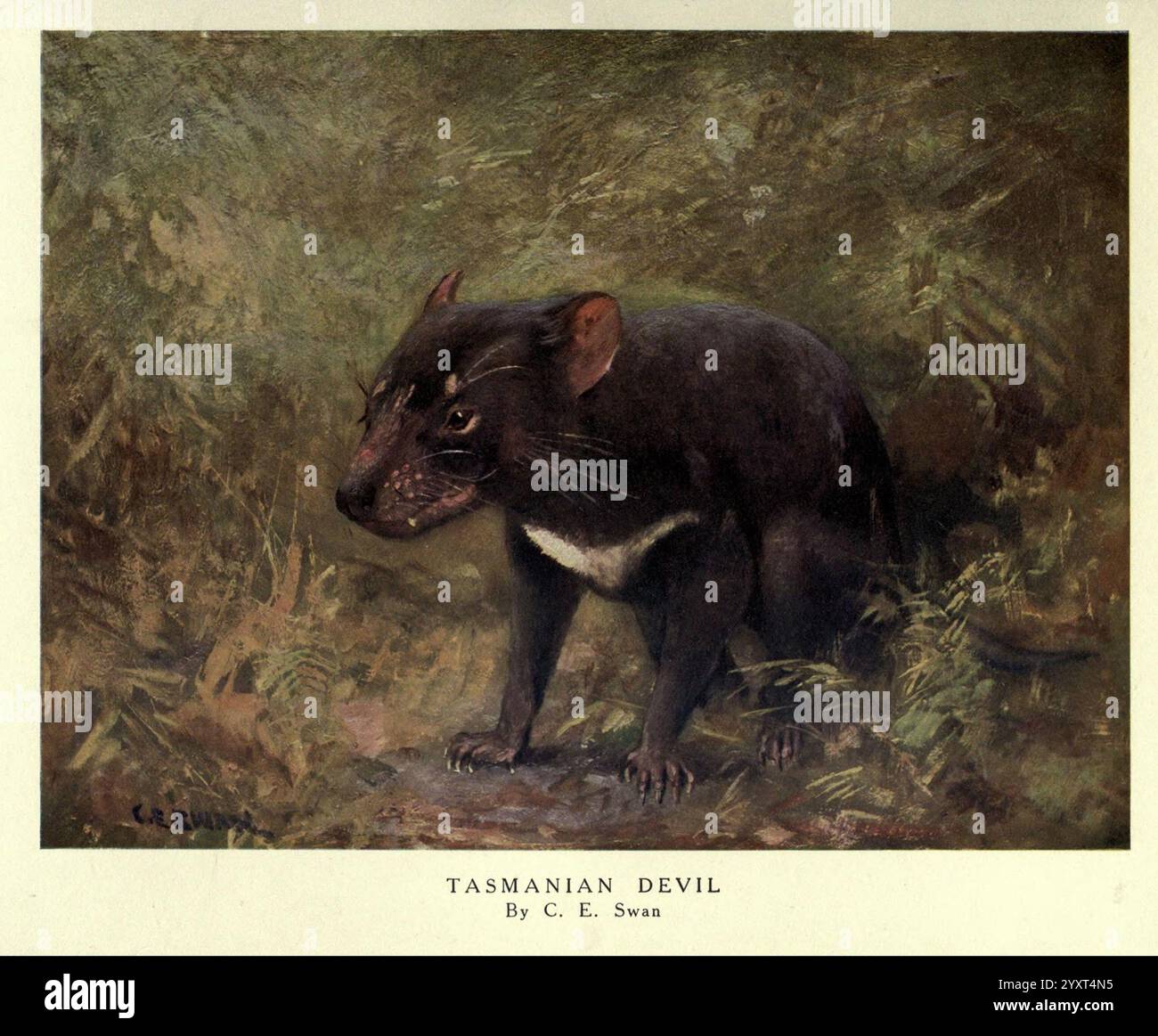 The wild beasts of the world, London, [1909?], zoology, Tasmanian devil ...