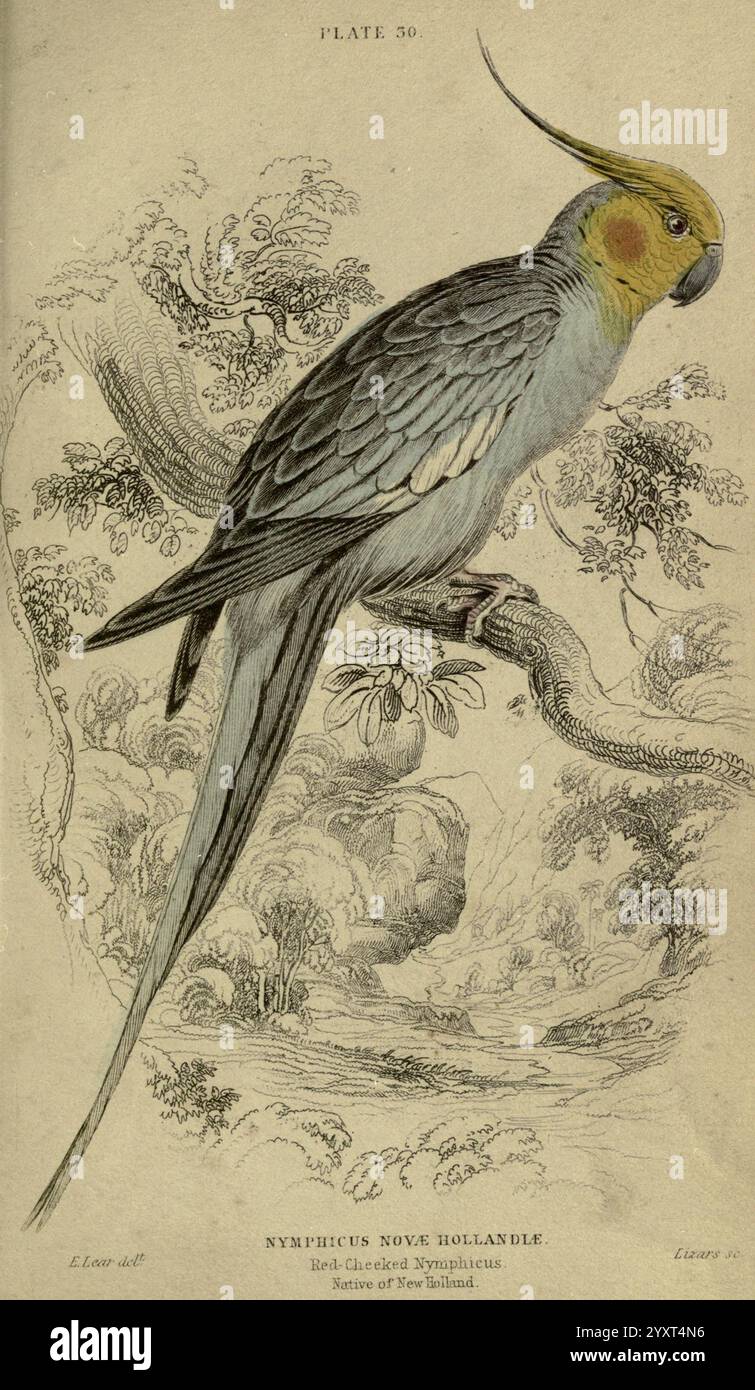 Birds long tail feathers extend hi-res stock photography and images - Alamy