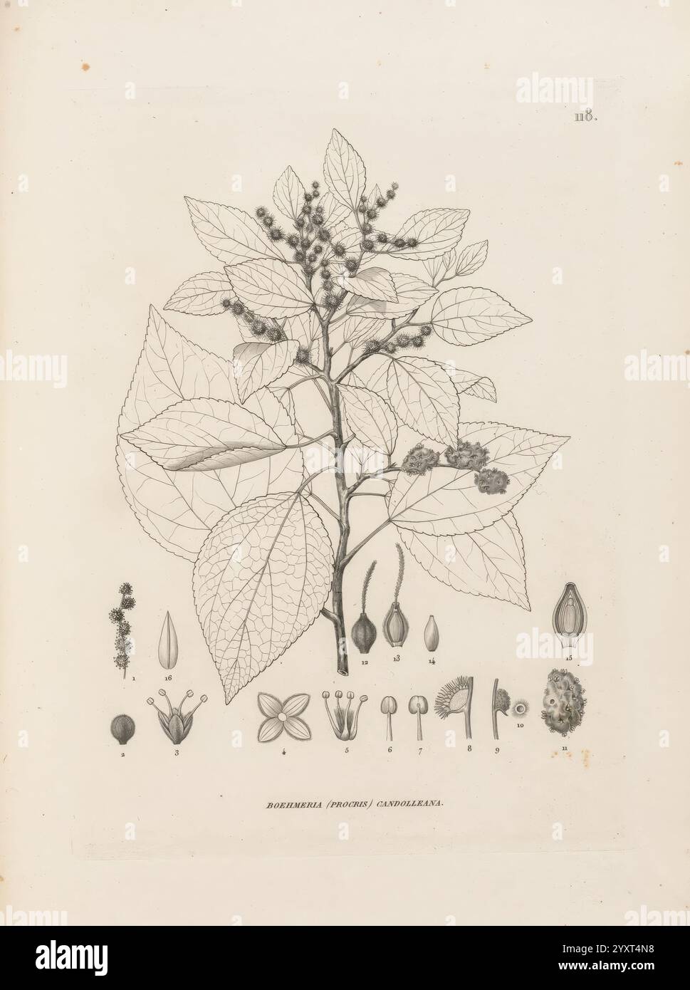 Labeled botanical features hi-res stock photography and images - Alamy