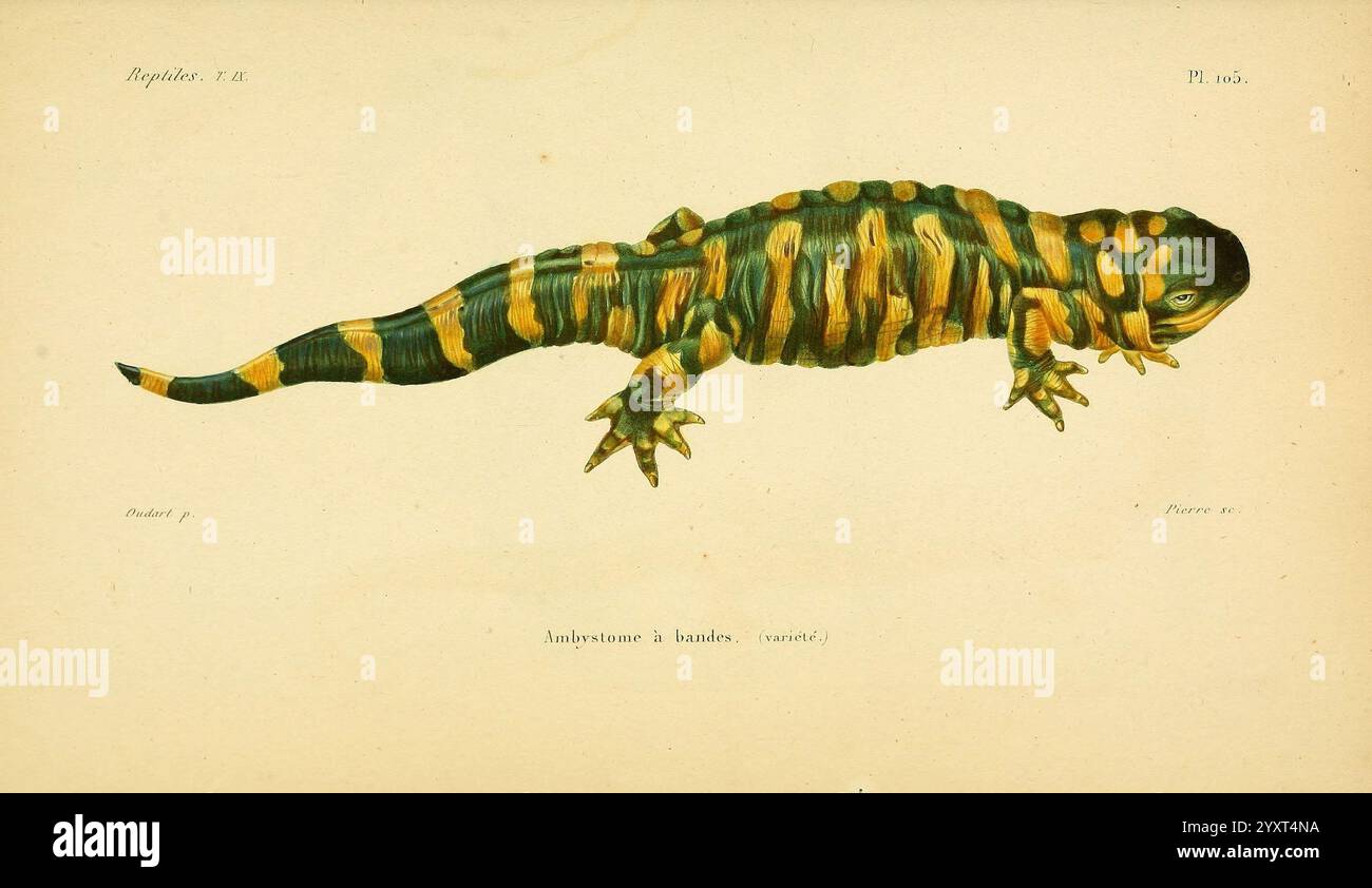 Showcasing webbing hi-res stock photography and images - Alamy