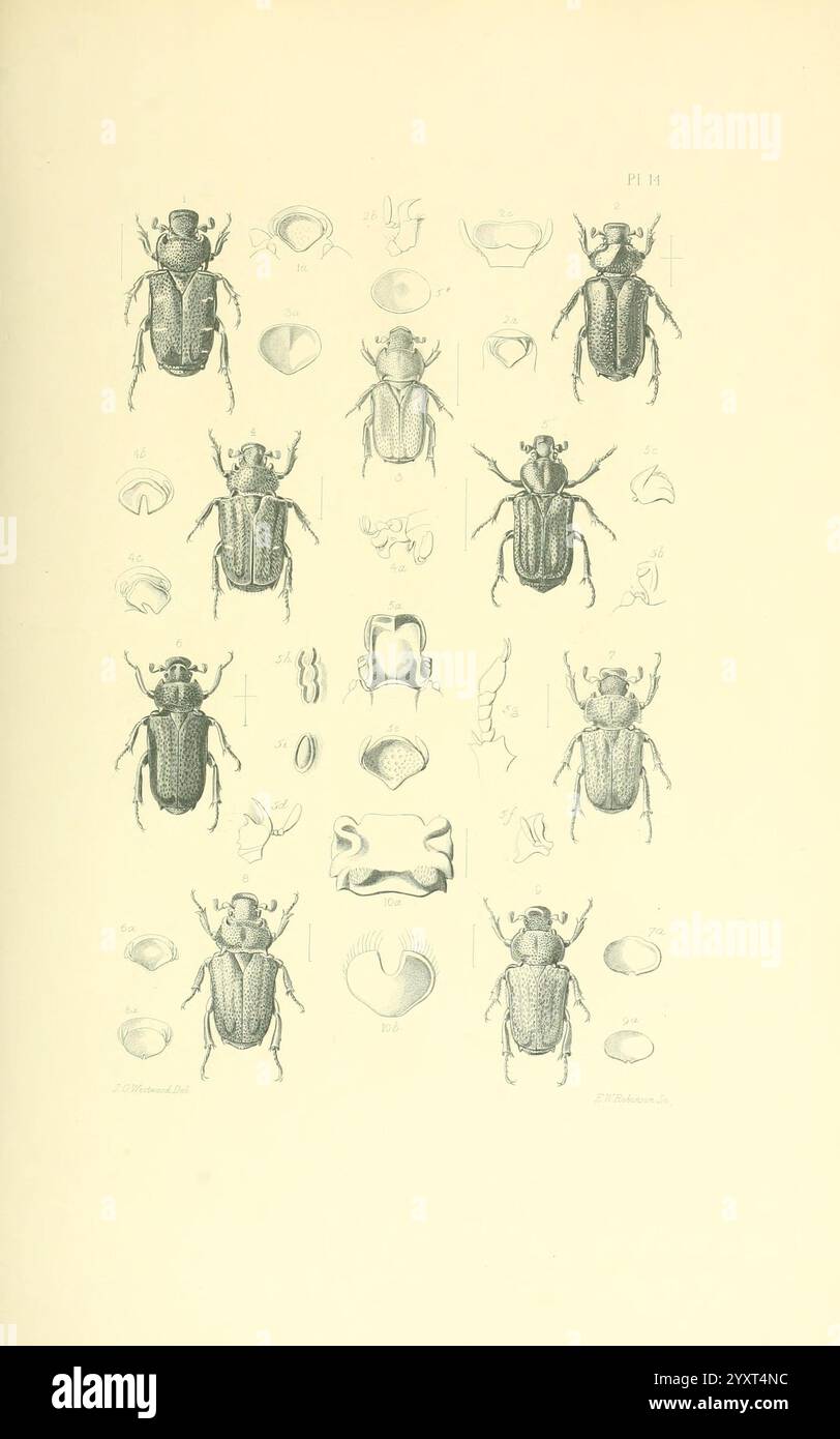 Thesaurus, entomologicus, Oxoniensis, Oxford, At the Clarendon Press ...