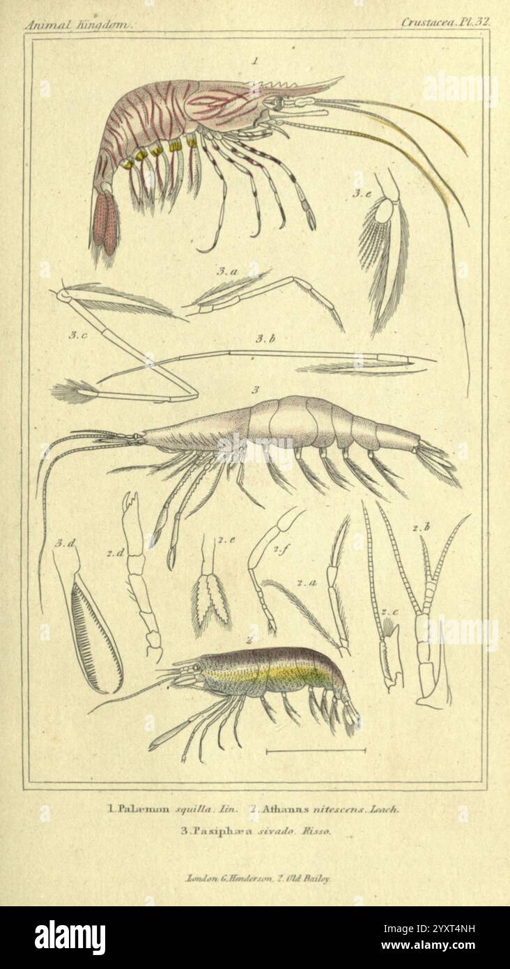 The animal kingdom, arranged according to its organization, London, G ...