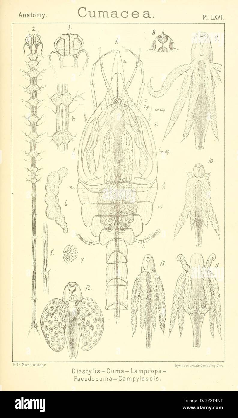 Features labeled diagrams hi-res stock photography and images - Alamy