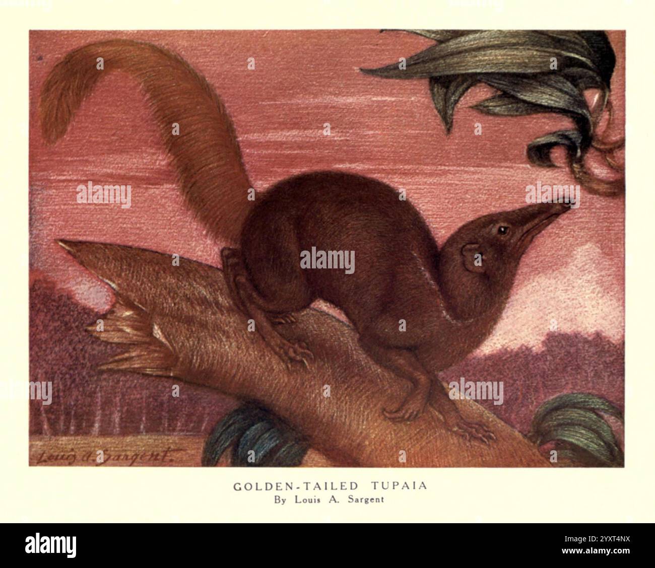 Tupaia highlight hi-res stock photography and images - Alamy