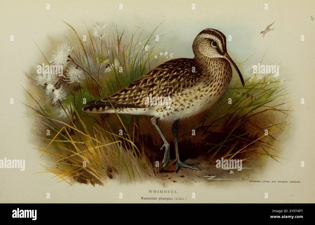 Lord lilford london r hi-res stock photography and images - Alamy