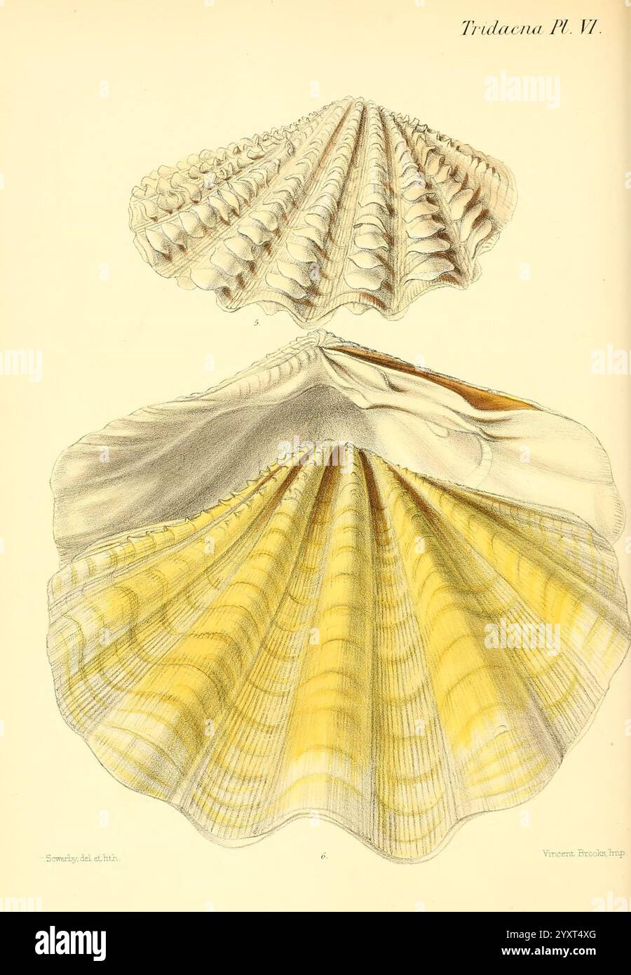 Lower shell reveals hi-res stock photography and images - Alamy