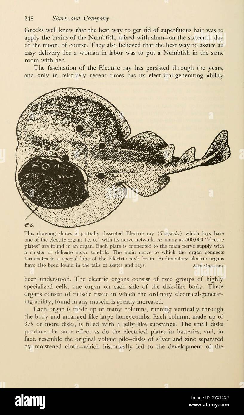 Shadows in the Sea Philadelphia Chilton Books 1963 shark Woods Hole ...