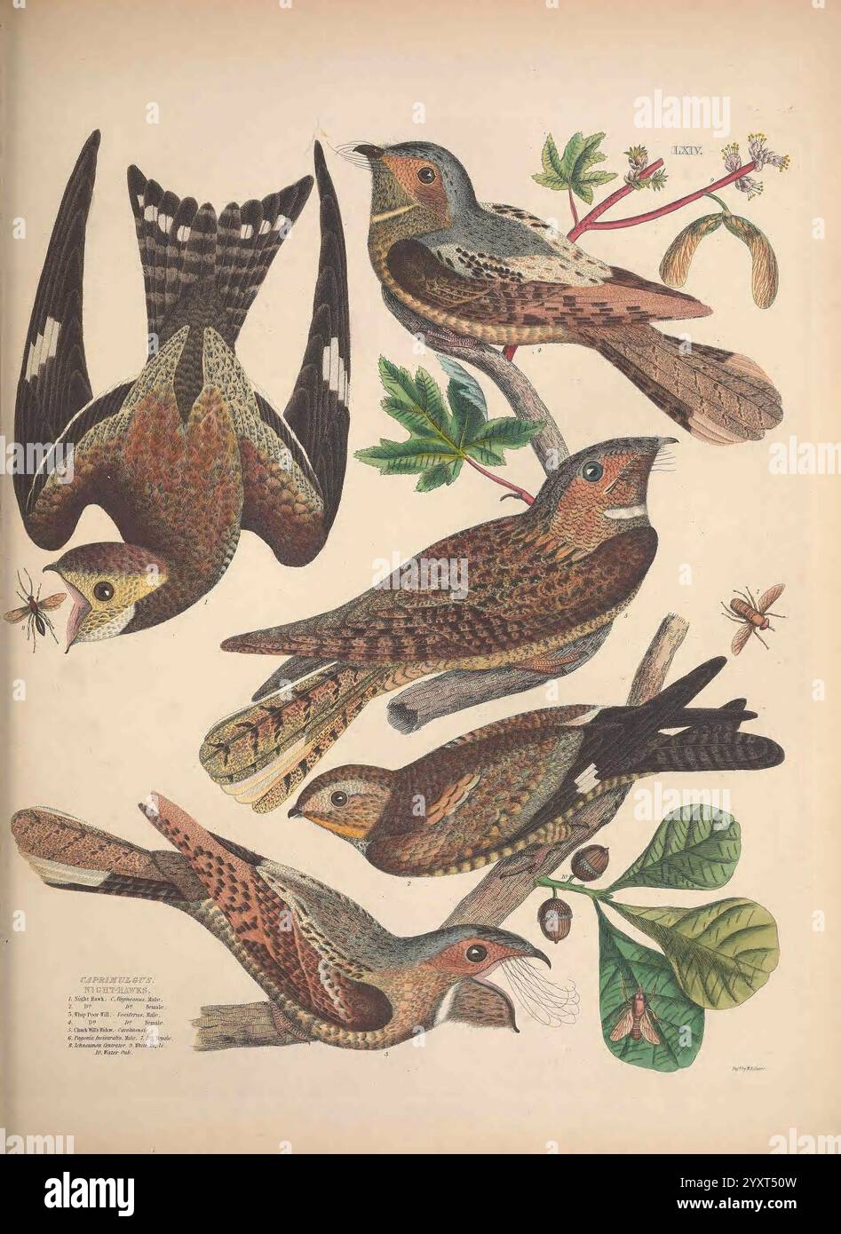 Illustrations of the American Ornithology of Alexander Wilson and ...
