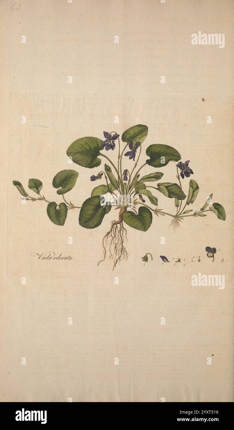 Smaller representations of different growth stages hi-res stock ...