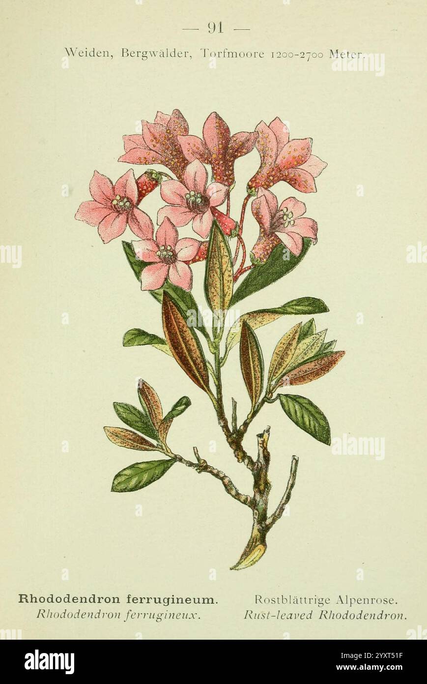 Slightly rust colored underside hi-res stock photography and images - Alamy