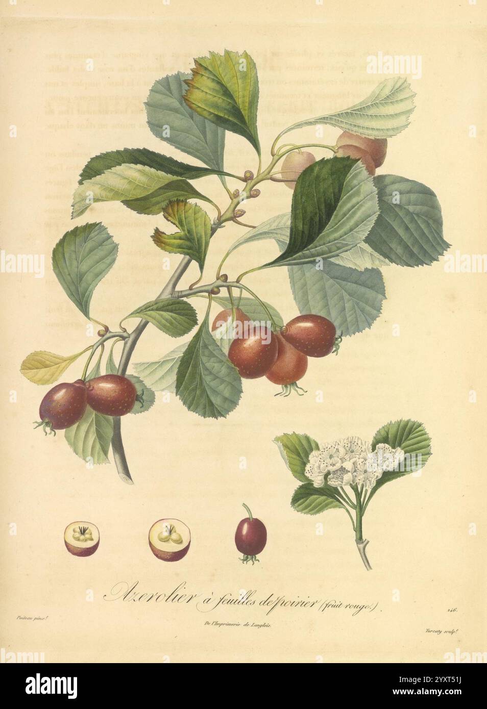Pomologie française, Paris, Langlois et Leclercq, 1846, Arbres ...
