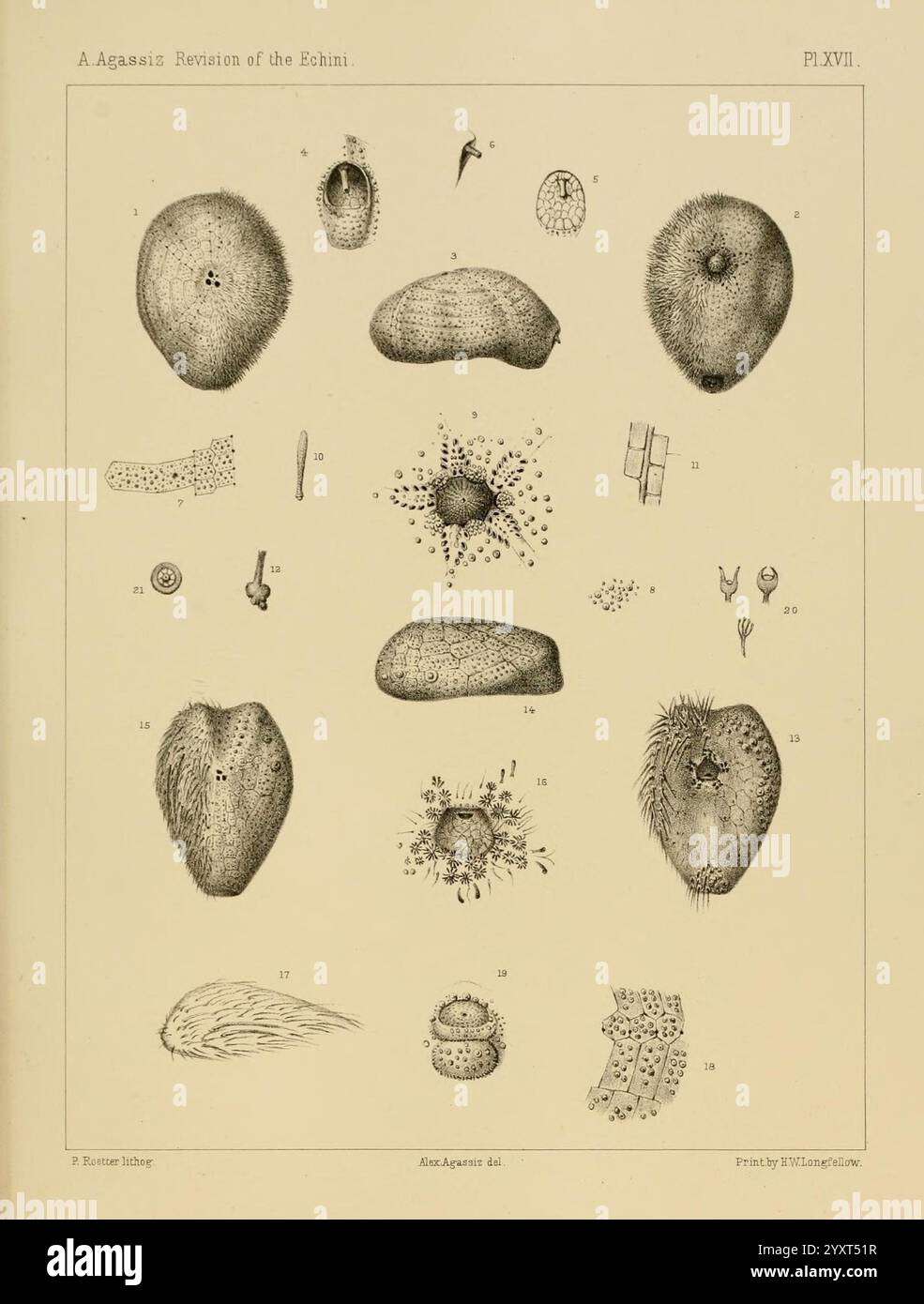 Revision of the Echini, Cambridge [Mass.], University Press, 1872-1874 ...