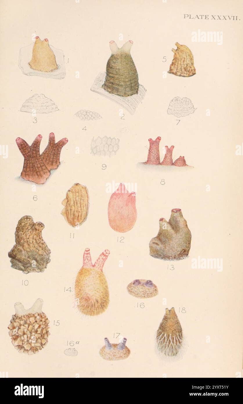 Highlighting different varieties hi-res stock photography and images ...