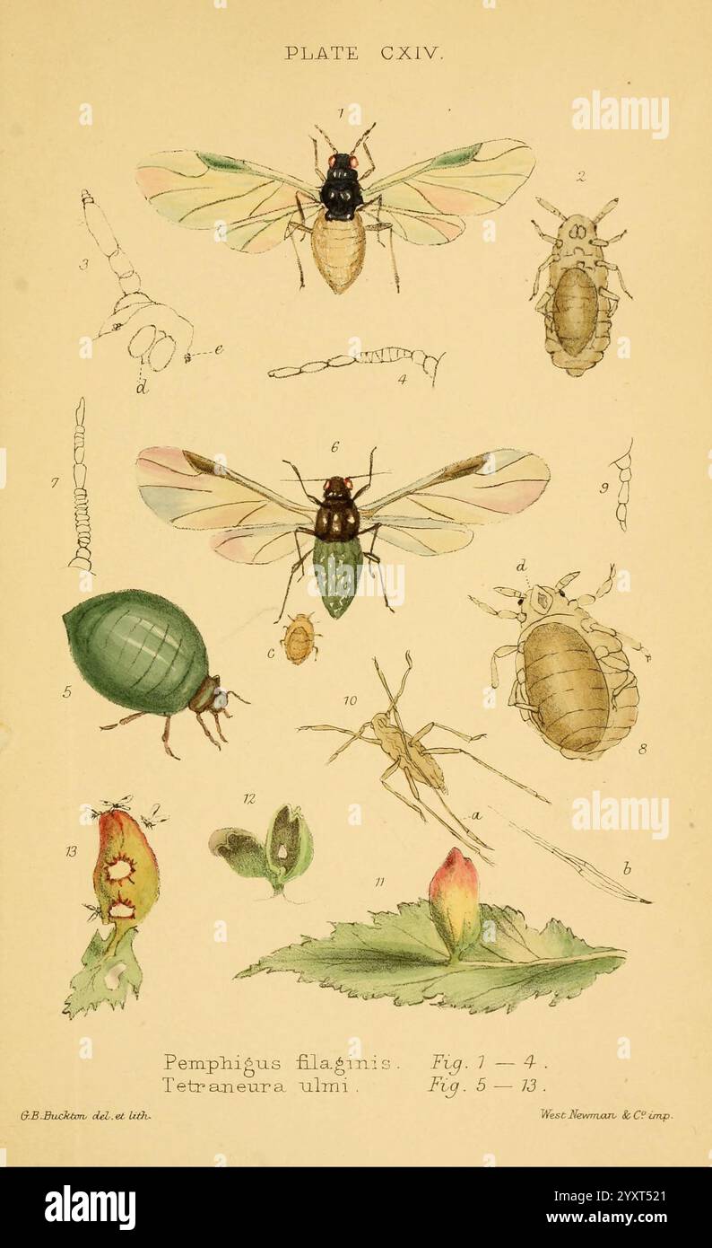 Monograph of the British Aphides, London, 1876-83, aphids, Great ...