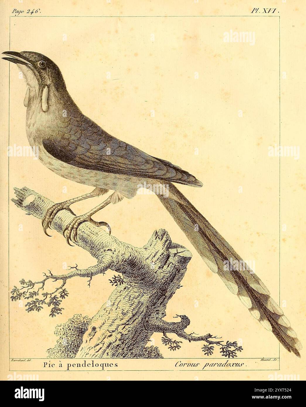 Carnus paradisiacus hi-res stock photography and images - Alamy