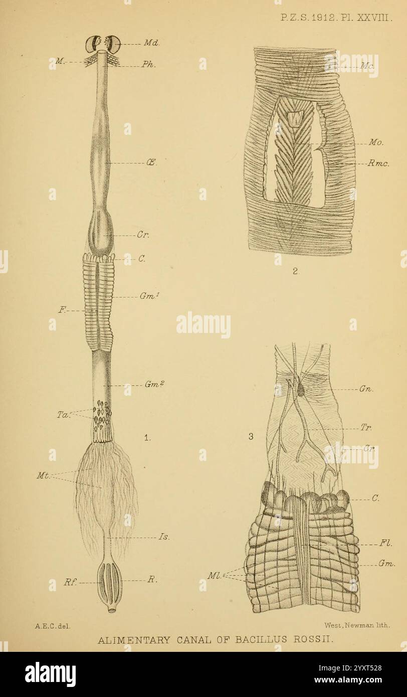 First diagram highlights hi-res stock photography and images - Alamy