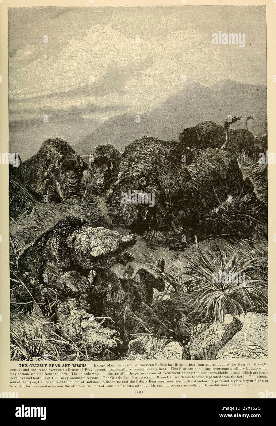 Brehm's Life of Animals, Volume 1, Mammalia, Chicago, Marquis, 1895 ...